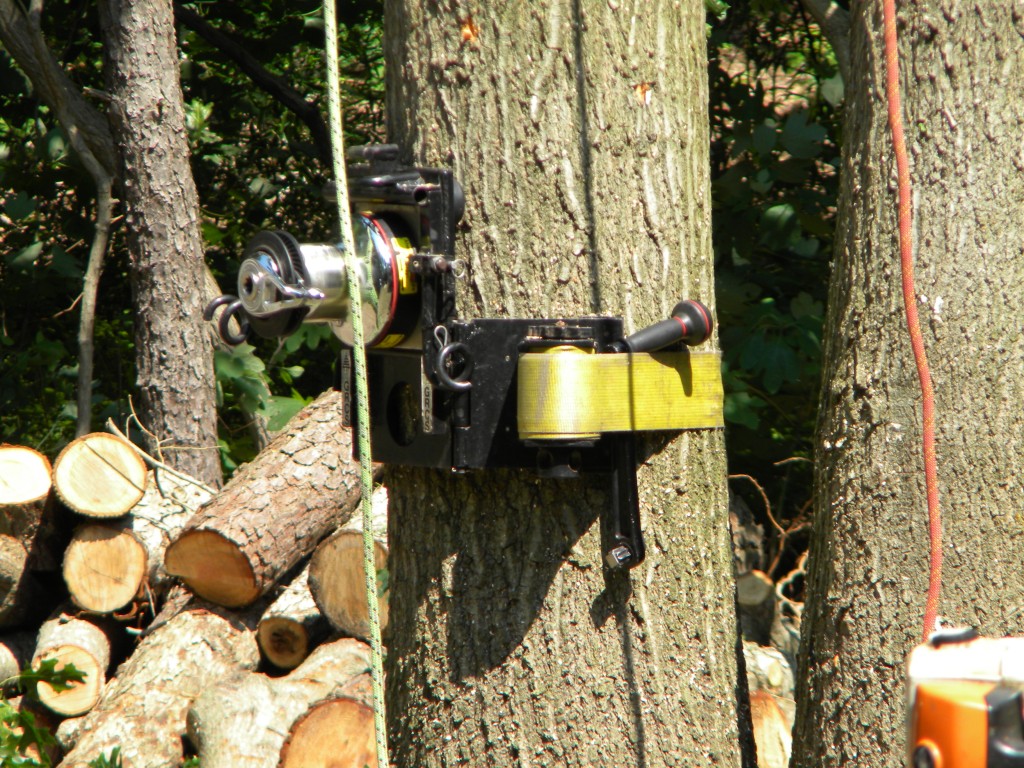 Tree Removal – Pine Barrens Tree